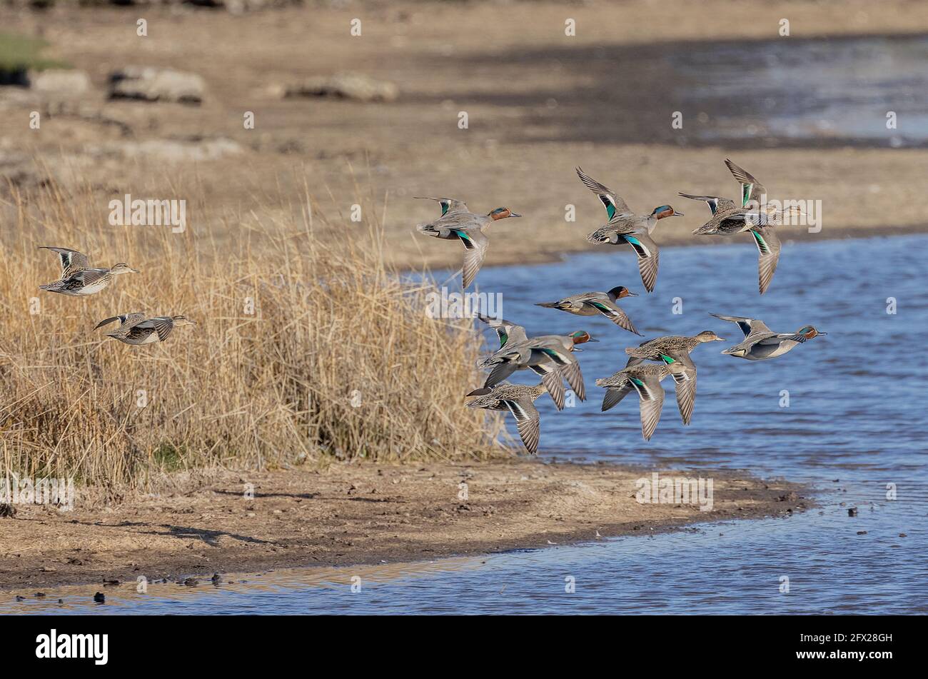 Flock of Teal, Anas crecca, flying over coastal lagoon at Lodmoor ...