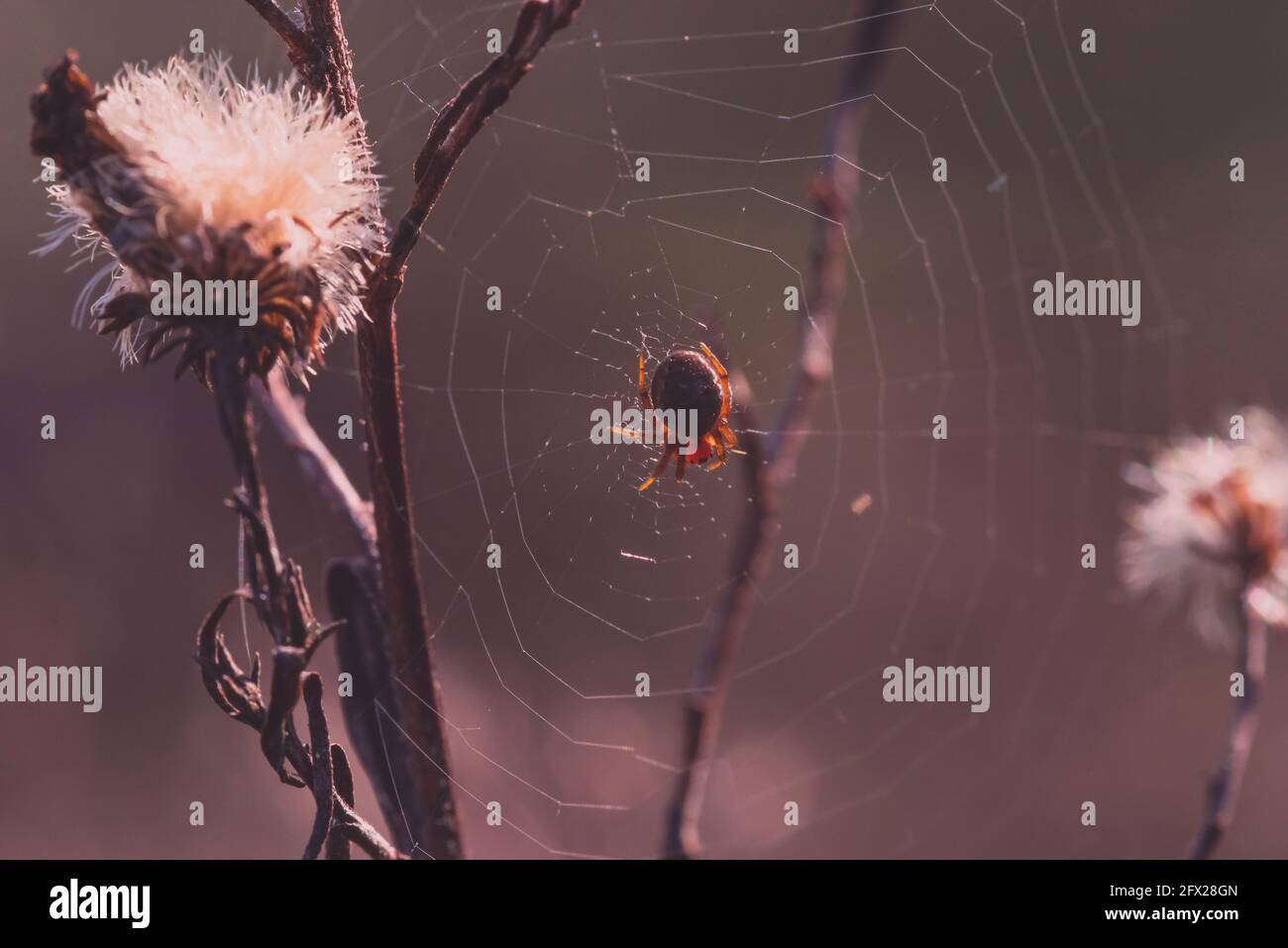 A little spider in a cobweb, A small spider hangs in its little web ...