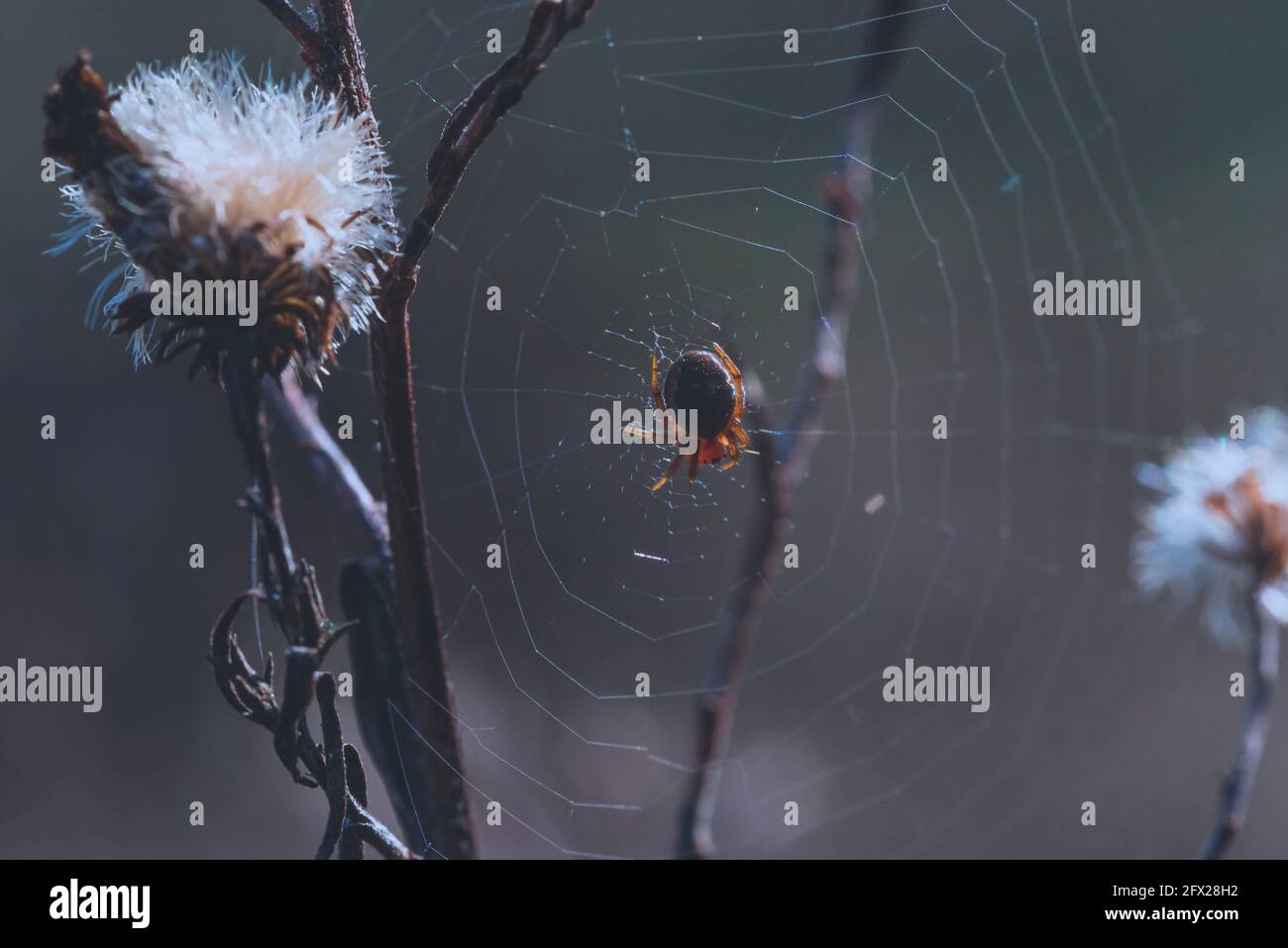 A little spider in a cobweb, A small spider hangs in its little web ...