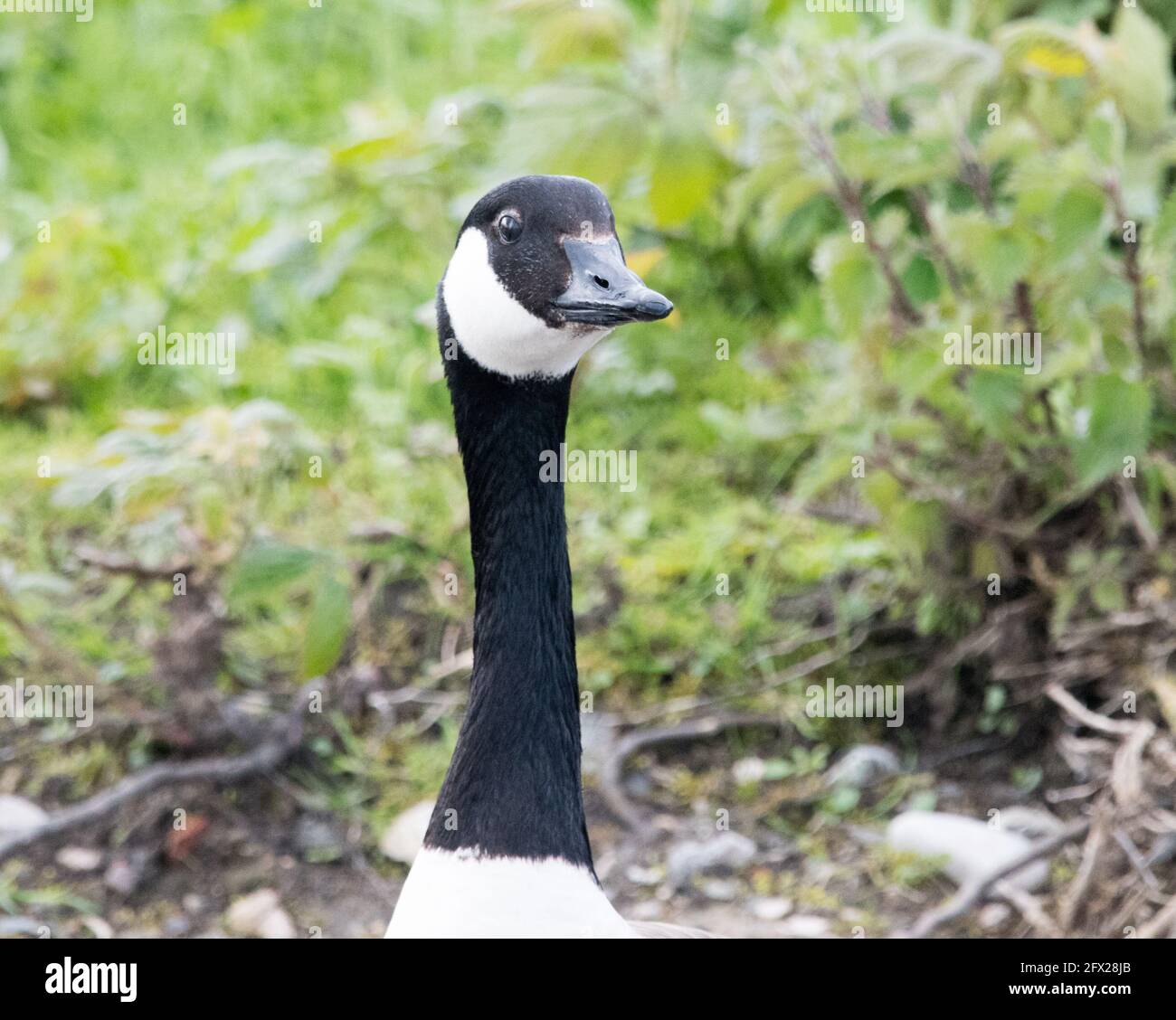 Canada Goose (Branta canadensis Stock Photo - Alamy
