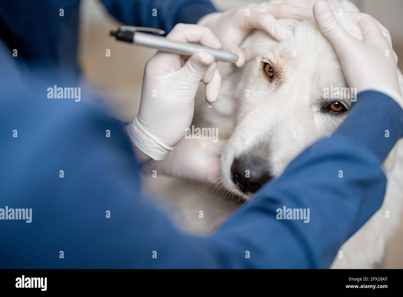 Veterinary inspecting the eyes of a dog in vet clinic. Pet care and ...