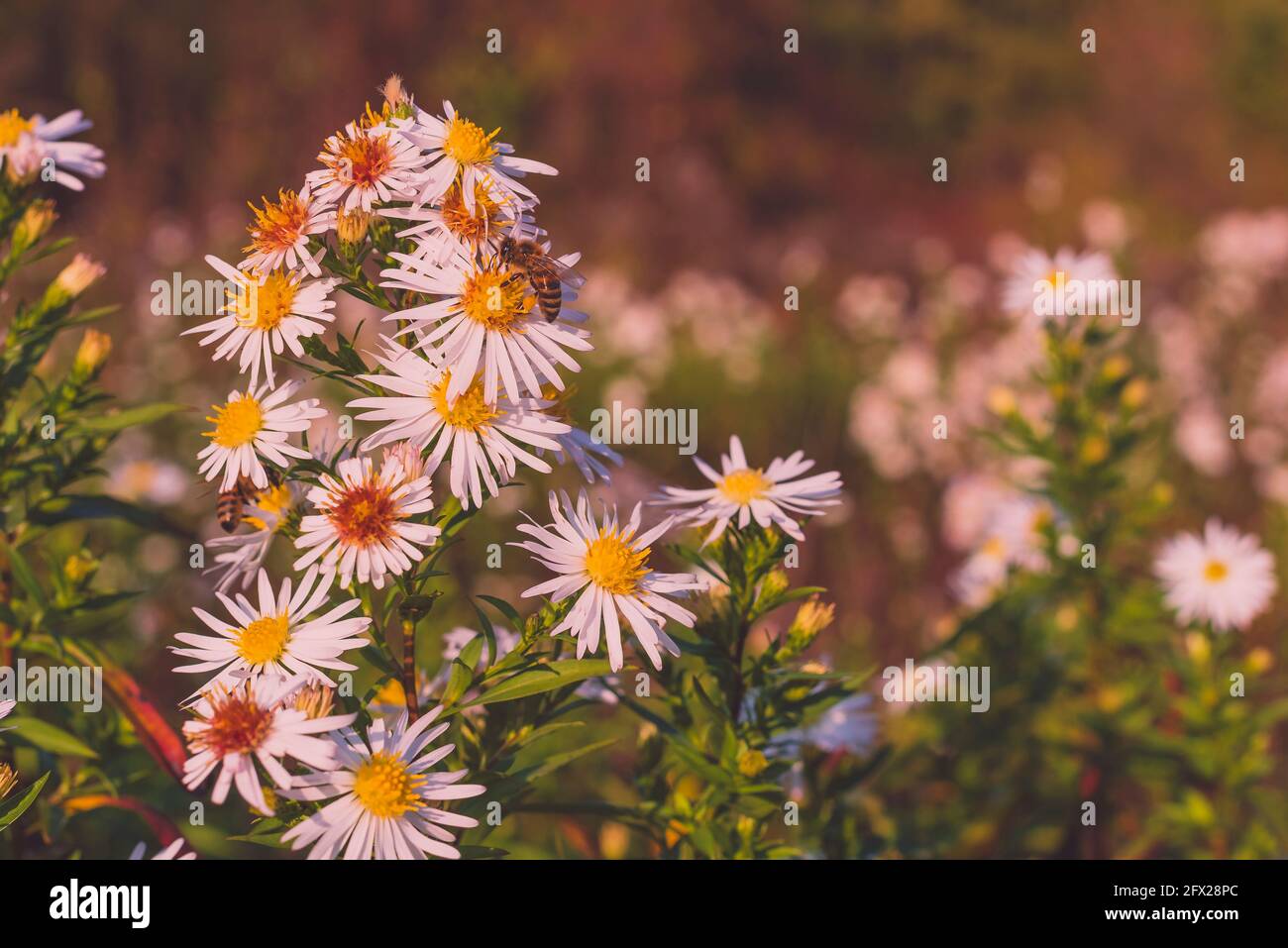 Daisy Flower with a bee, daisy flower on a Meadow Stock Photo - Alamy