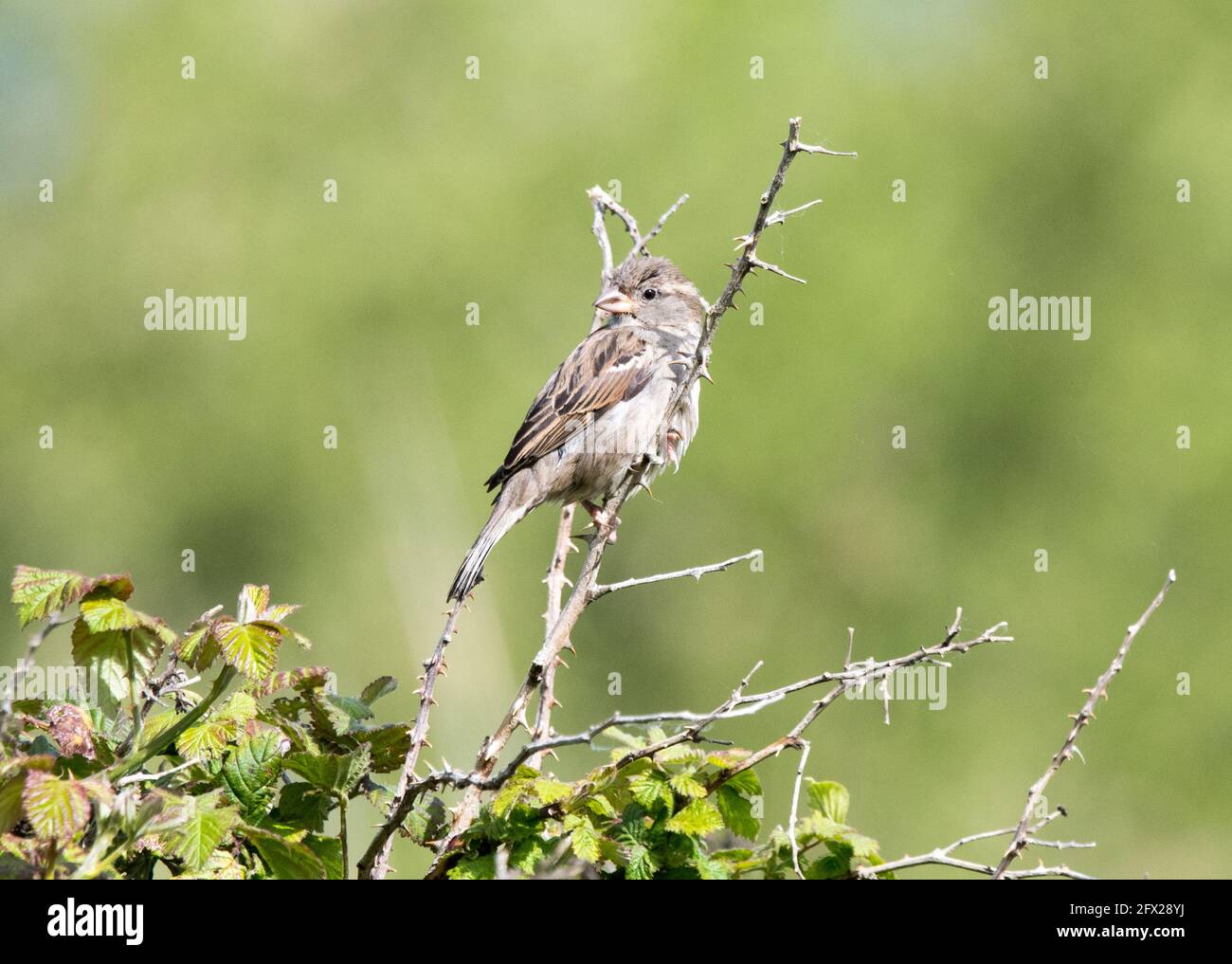 Tree Sparrow. Female (Passer montanus Stock Photo - Alamy