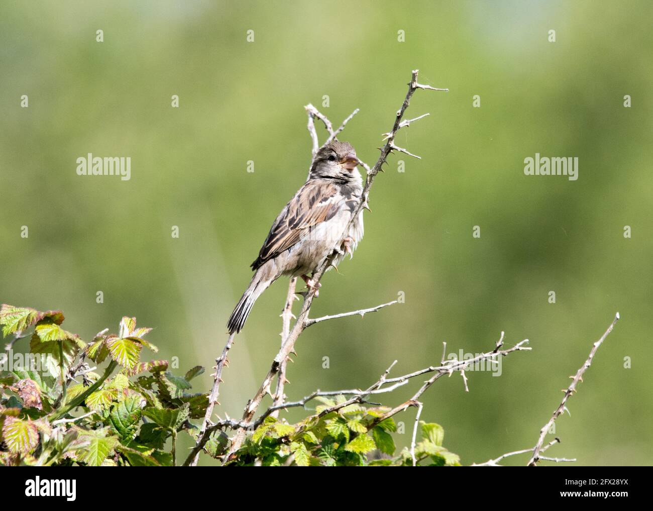 Tree Sparrow. Female (Passer montanus Stock Photo - Alamy