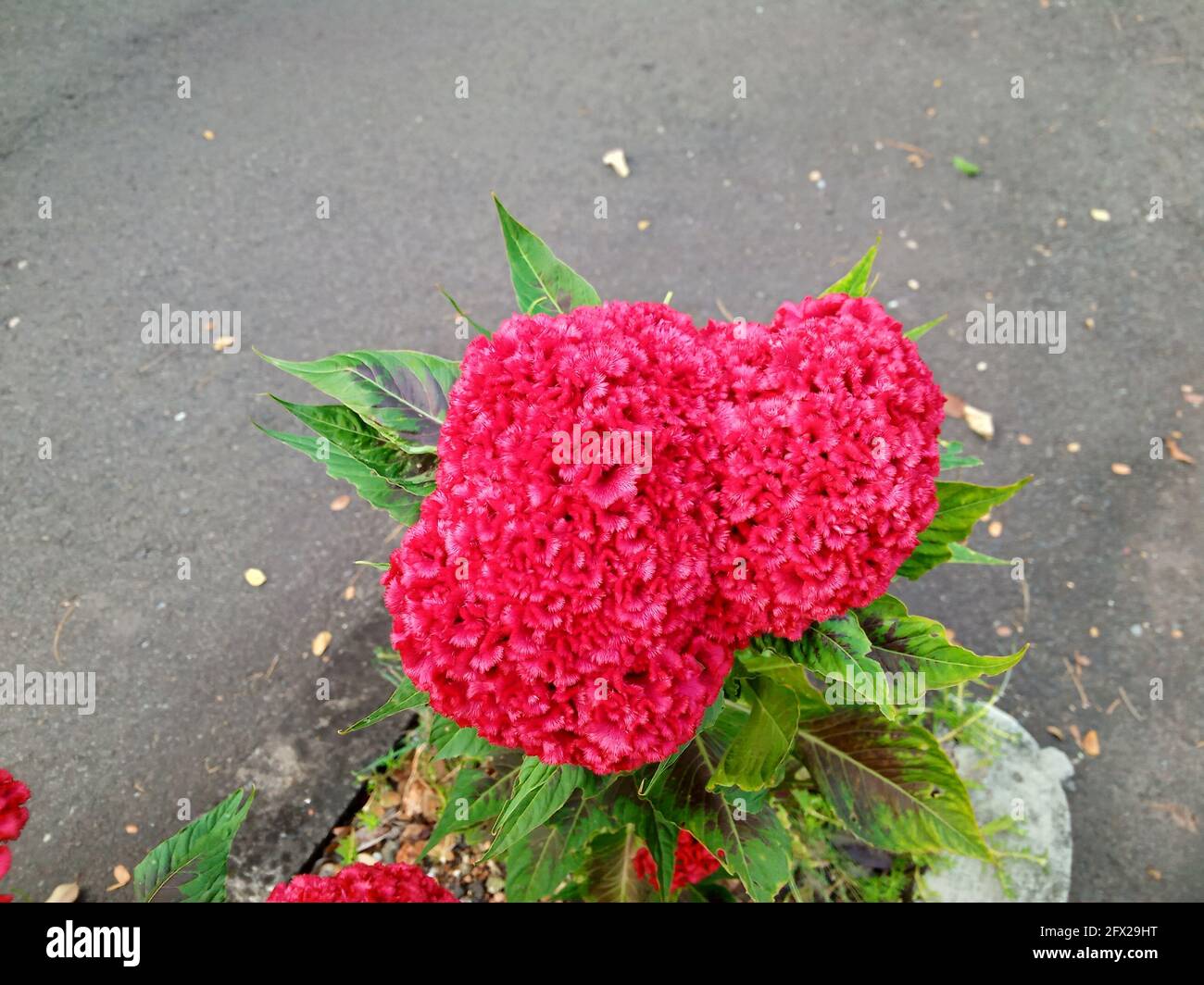 Big red flower hi-res stock photography and images - Alamy