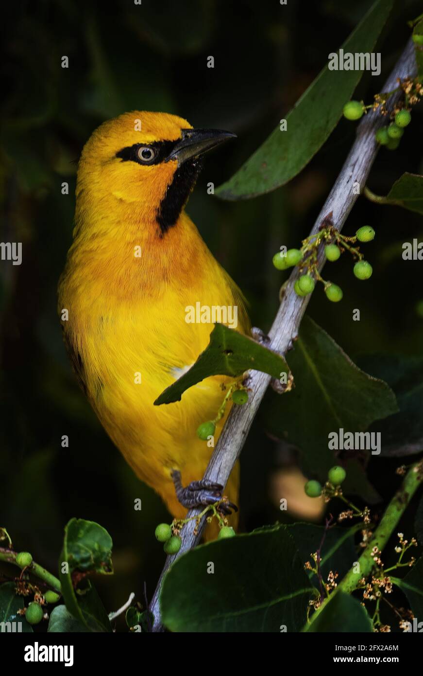 Yellow weaver hi-res stock photography and images - Alamy