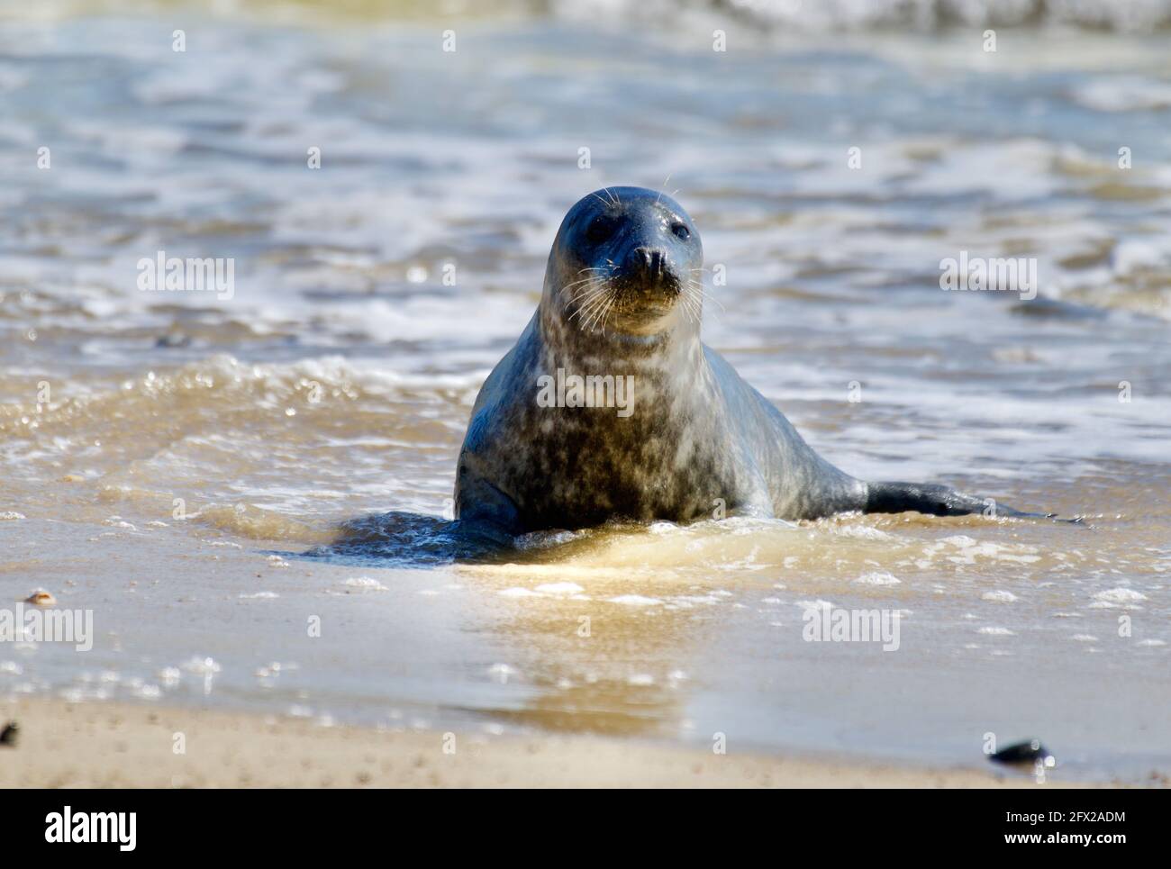 Atlantic Grey Seal Stock Photo - Alamy