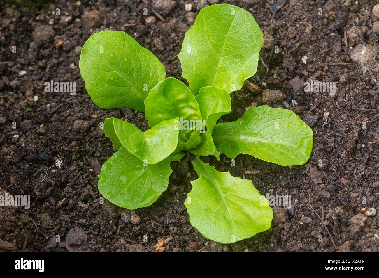 Closeup of a young fresh looking Lettuce plant Stock Photo - Alamy