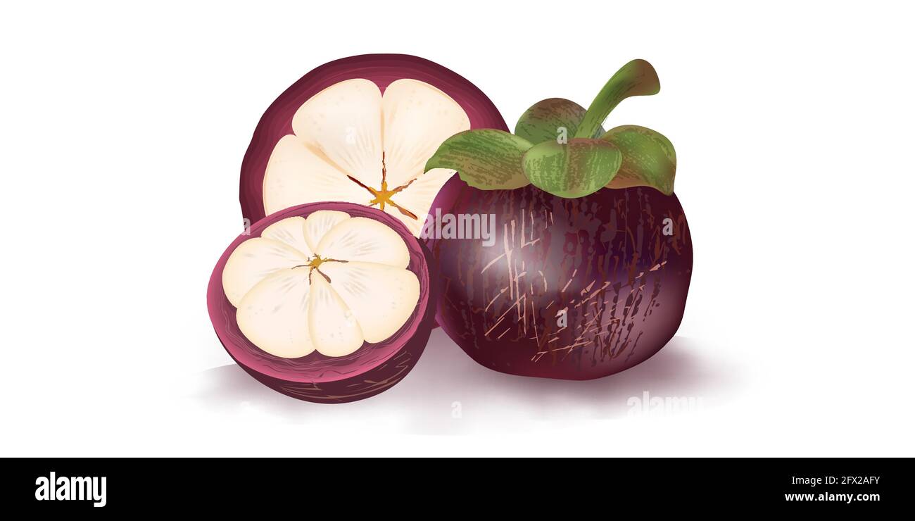 Realistic fresh mangosteen fruit for healthy eating isolated on white ...
