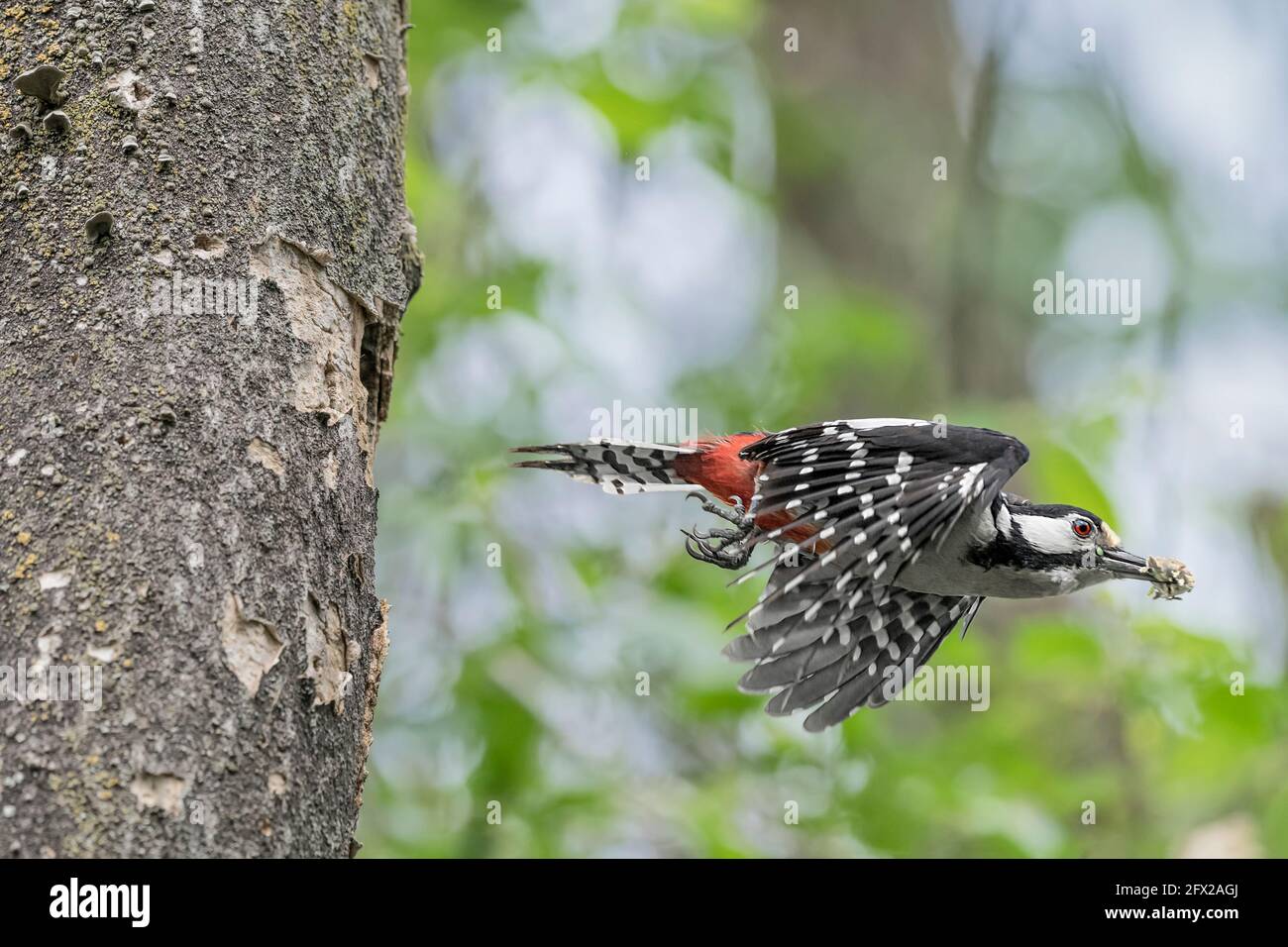 Leaving the nest, wonderful portrait of Great spotted woodpecker in ...