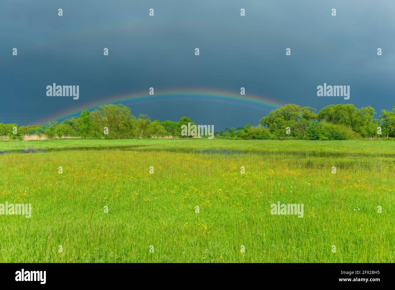 Rainbow over a flooded meadow in rainy weather in spring. France ...