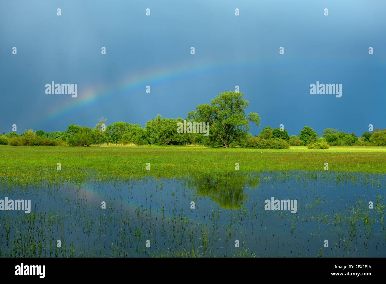 Rainbow over a flooded meadow in rainy weather in spring. France ...