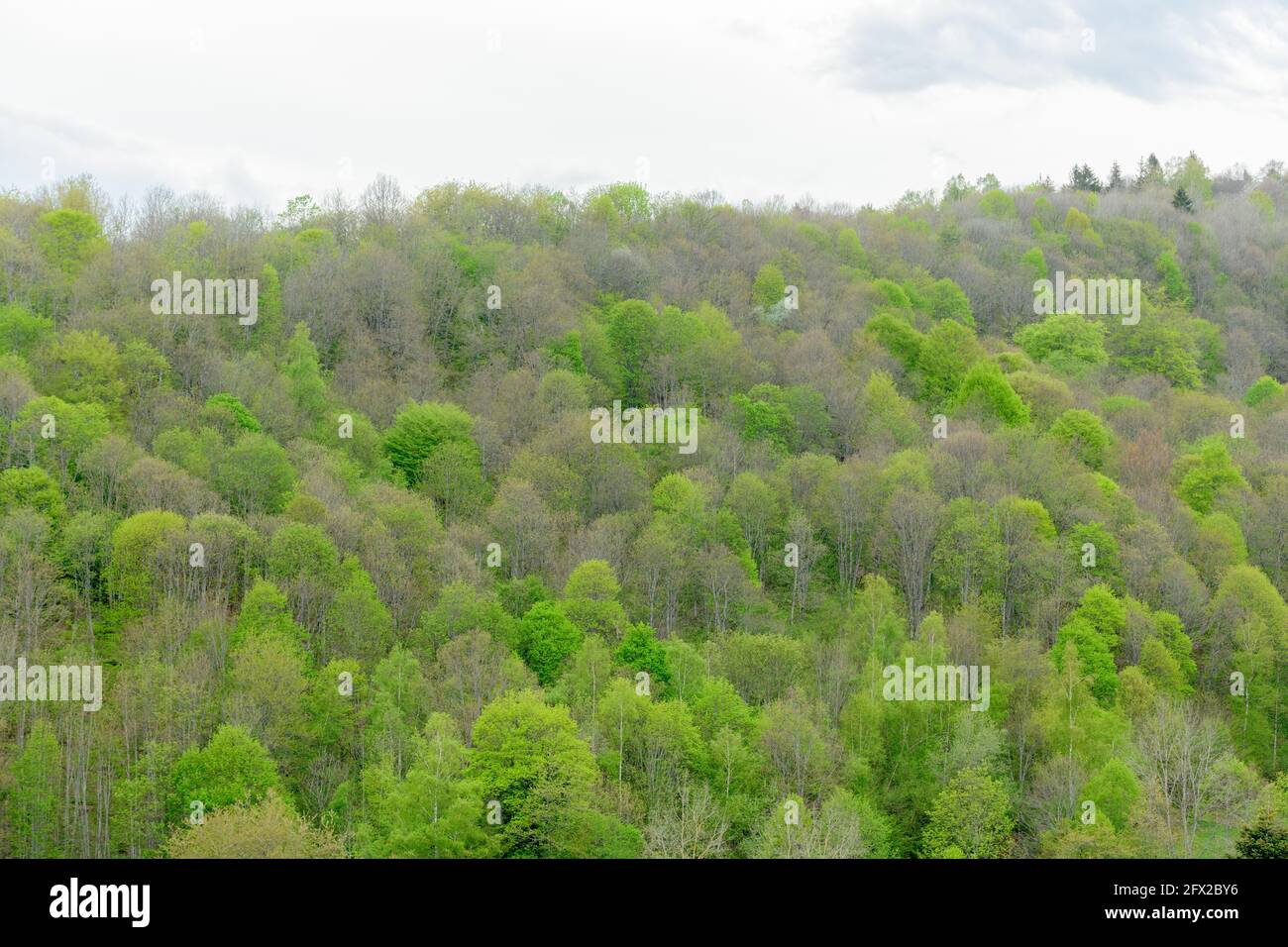 First leaves on trees in a mountain forest in spring. Vosges, France ...