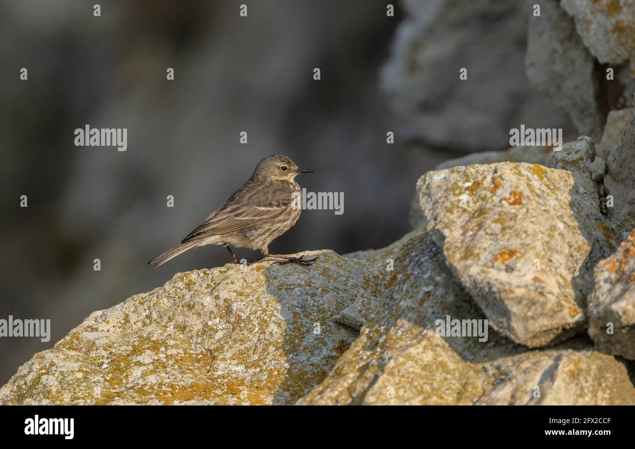 Rock pipit, Anthus petrosus, in breeding season, Dorset coast Stock ...
