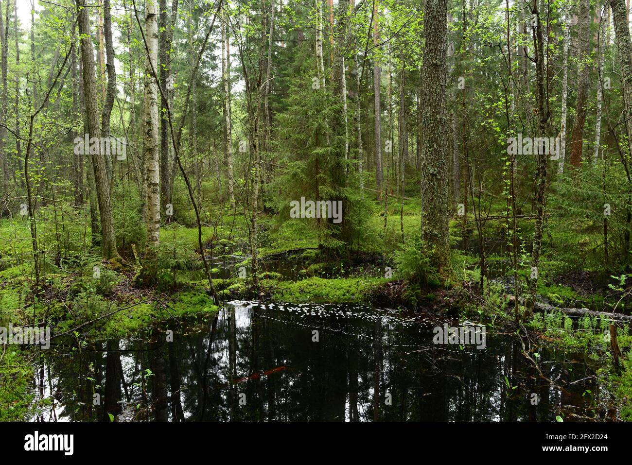 Spring streams in nature stream hi-res stock photography and images - Alamy