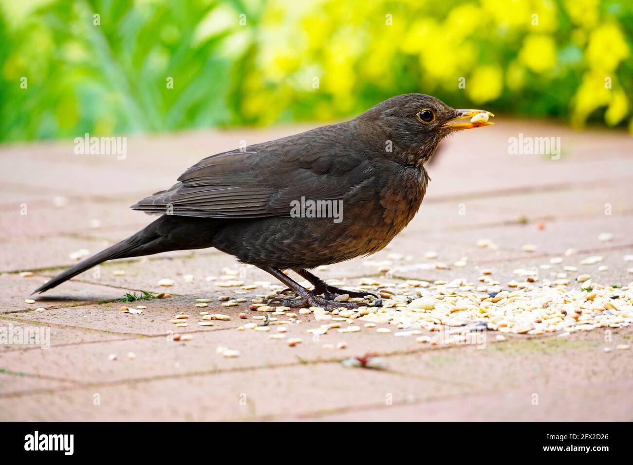 Blackbird on the terrace in the garden in close-up. Bird with black ...