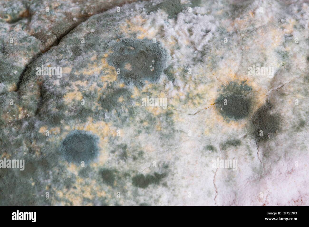 Green moldy bread on a white background, isolate. Loaf with mold, macro ...