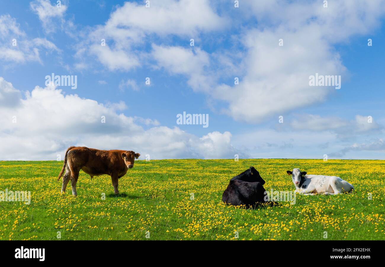 Lush pasture hi-res stock photography and images - Alamy