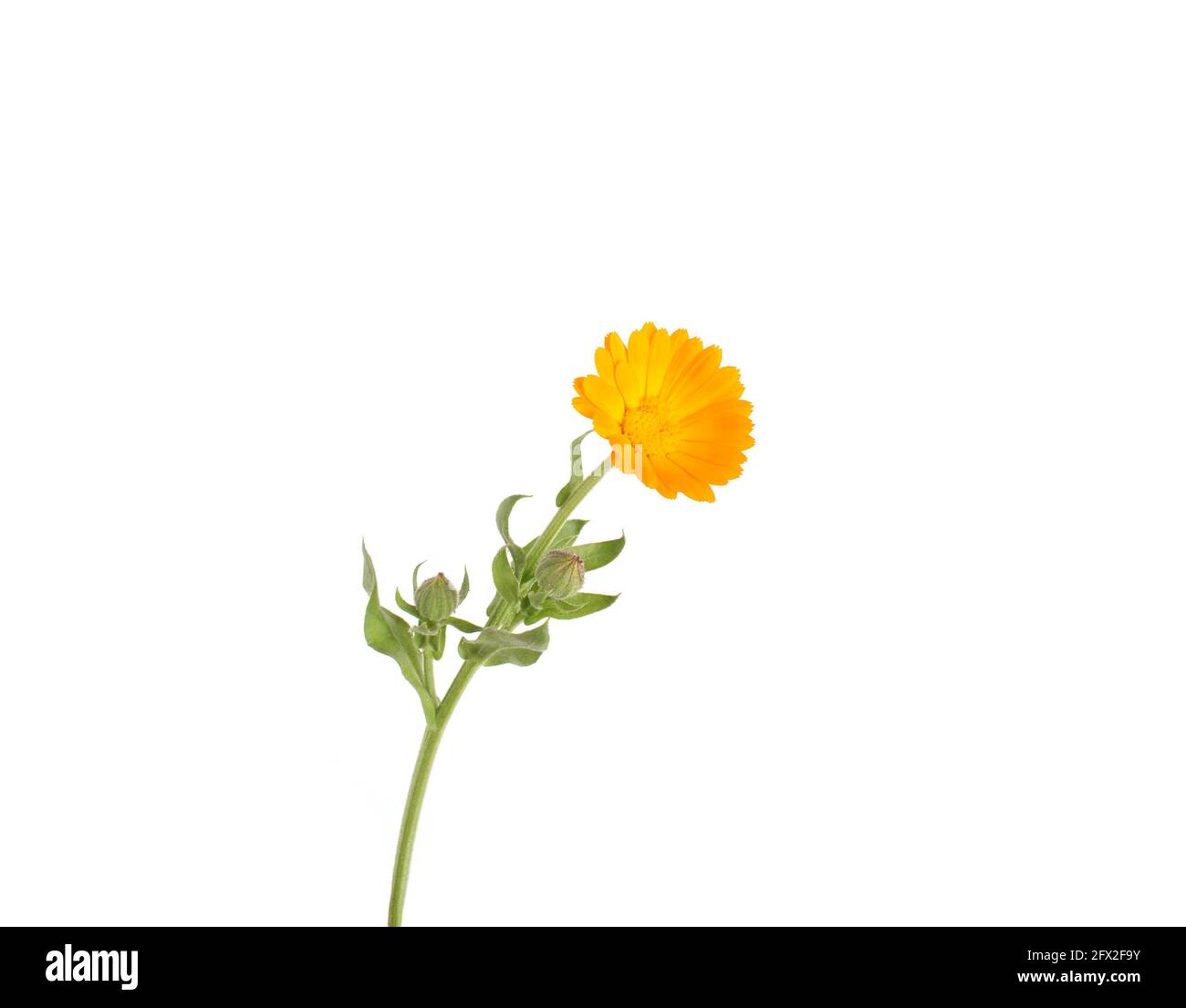 Orange medicated calendula flower on green stem, white background ...