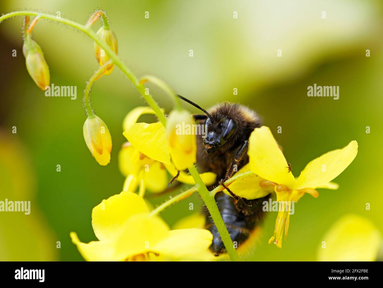 Bumblebee close up hi-res stock photography and images - Alamy