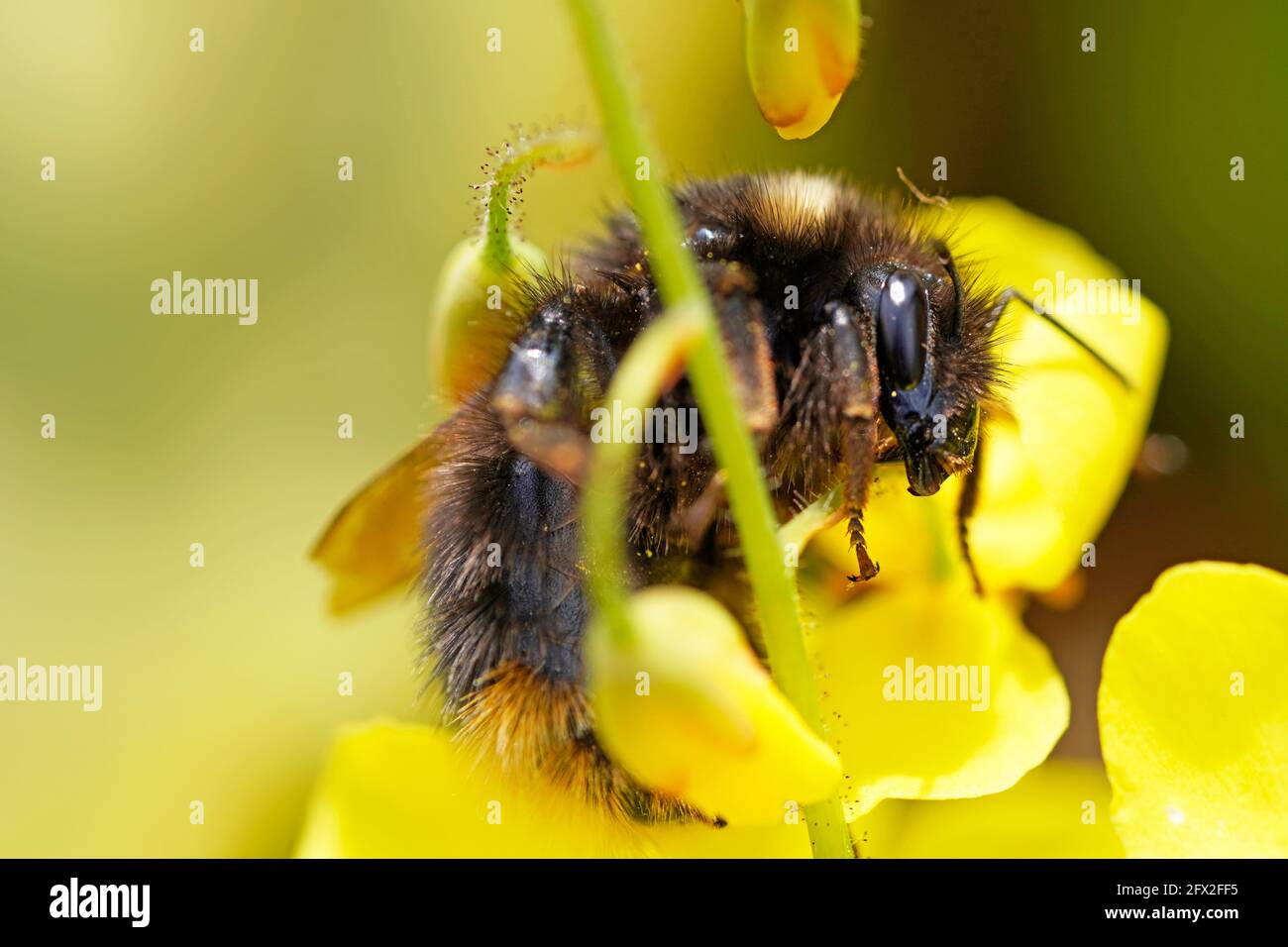 Bumblebee close up hi-res stock photography and images - Alamy