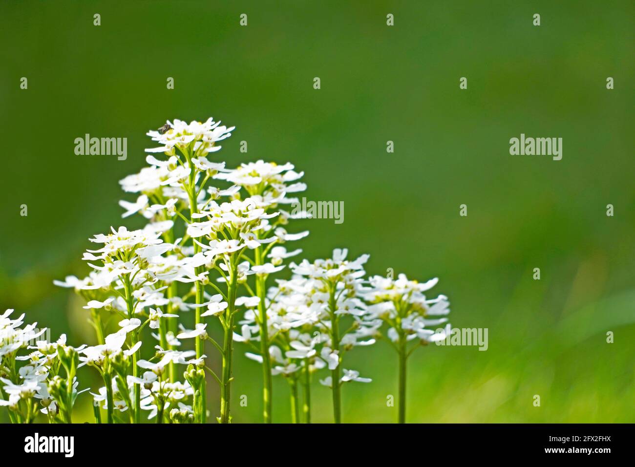 White iberis sempervirens hi-res stock photography and images - Alamy