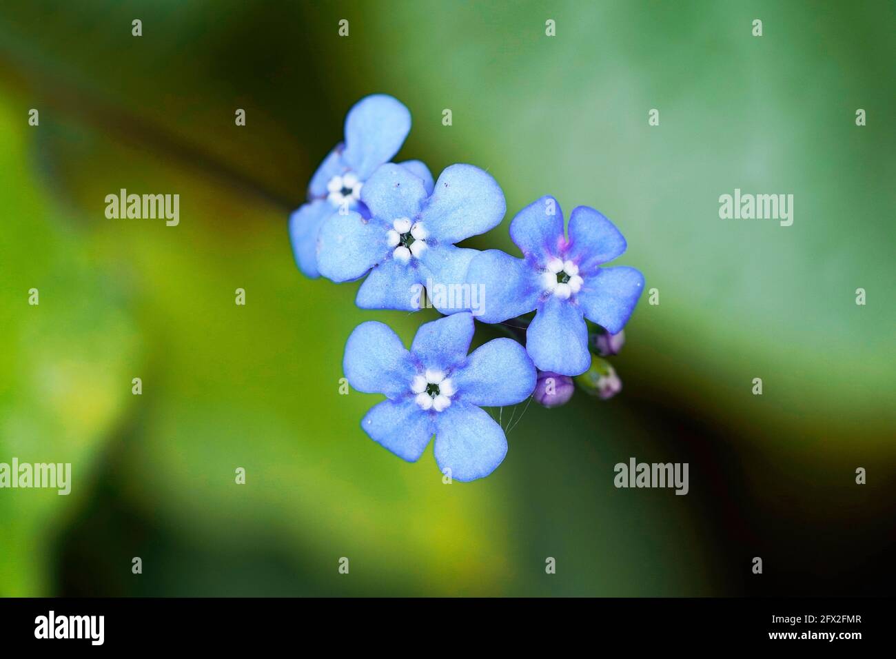 Blue flower perennials hi-res stock photography and images - Alamy