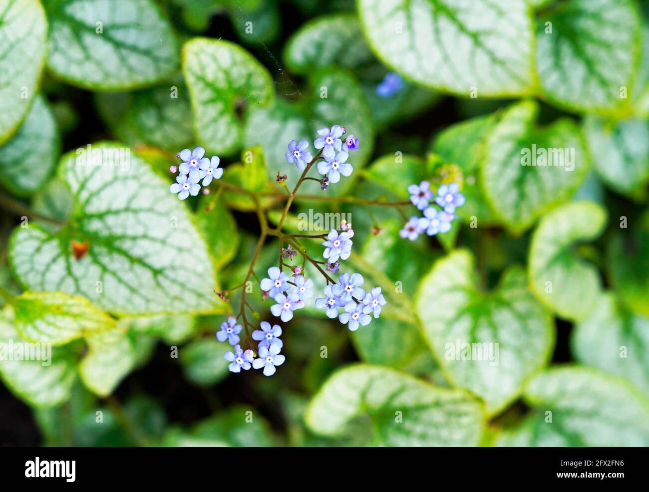 Hardy perennials hi-res stock photography and images - Alamy