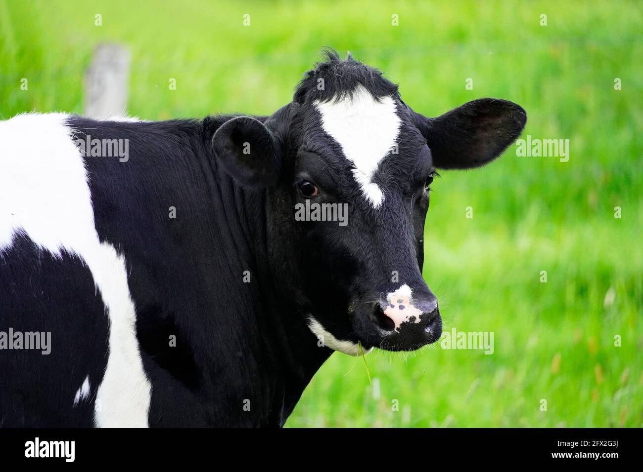 Portrait of a cow in a meadow. Black and white spotted fur. Mammals in ...