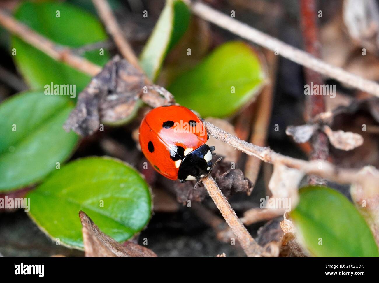 Black and red spots hi-res stock photography and images - Alamy