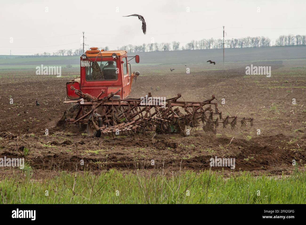 Crows crow farming crop hi-res stock photography and images - Alamy