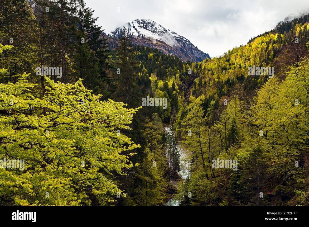 Mountains with shrouds of mist and green coloured trees in spring in ...