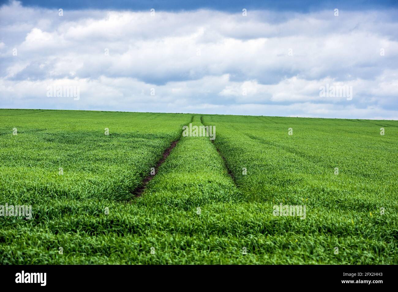 A field growing crops near Hale, Merseyside, UK Stock Photo - Alamy