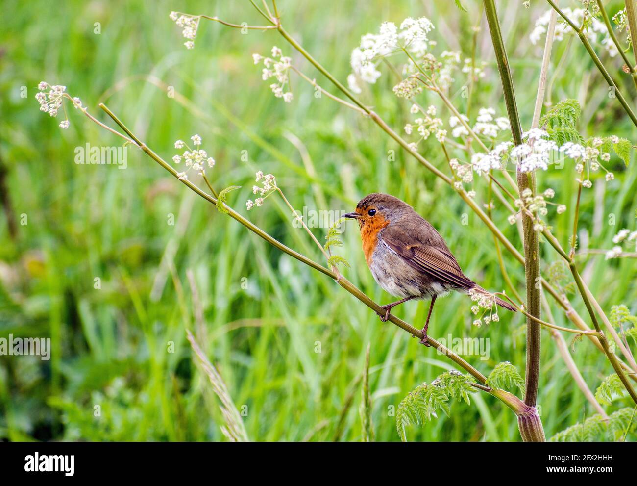 Robin near camera hi-res stock photography and images - Alamy