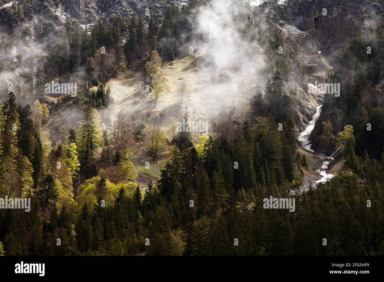 Mountains with shrouds of mist and green coloured trees in spring in ...