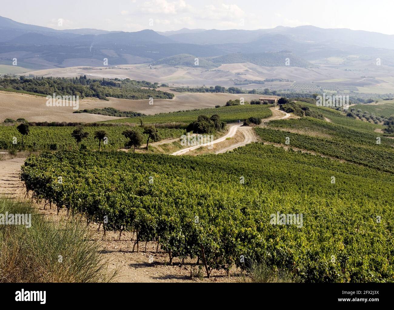 Italy, Tuscany, Montalcino, Azienda Casanova di Neri, producer of ...