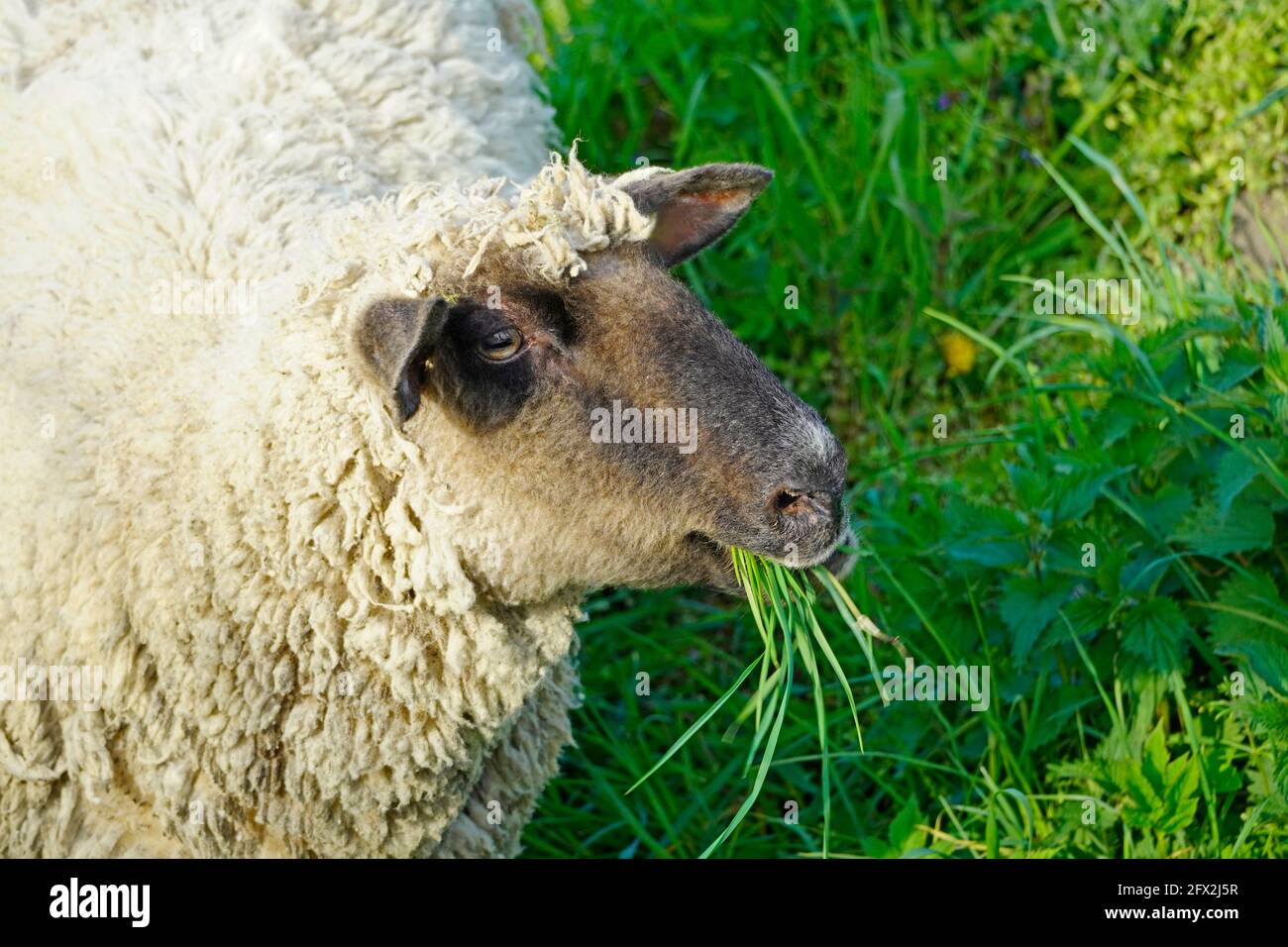 Close-up of grazing sheep. Animal with green grass in its mouth ...