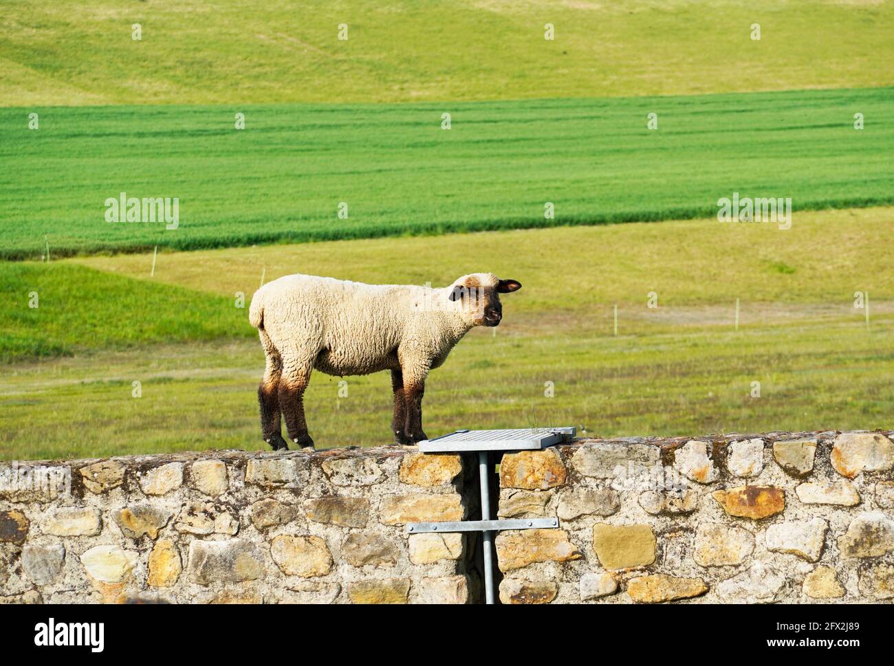 Grazing animal hi-res stock photography and images - Alamy
