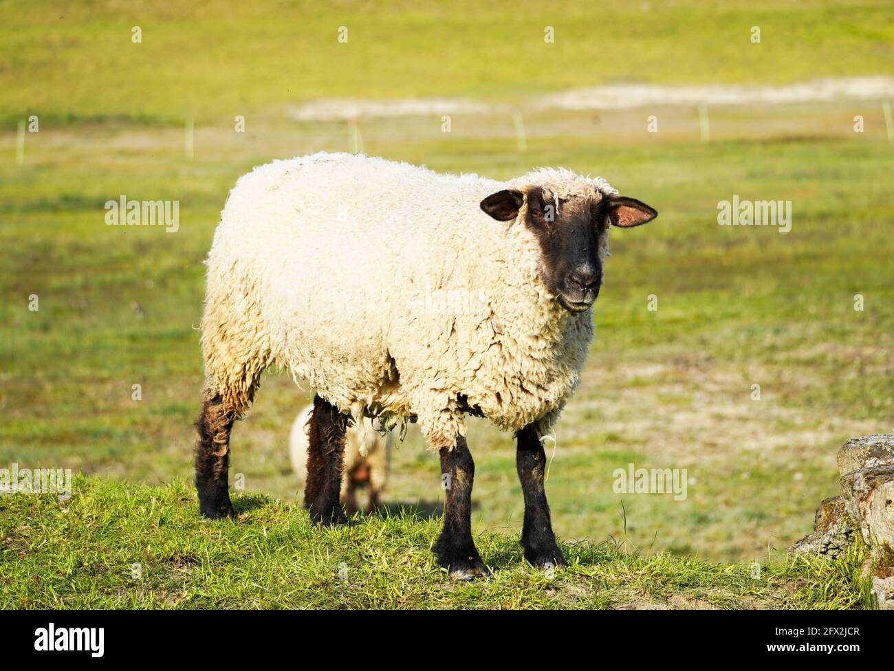Grazing animal hi-res stock photography and images - Alamy