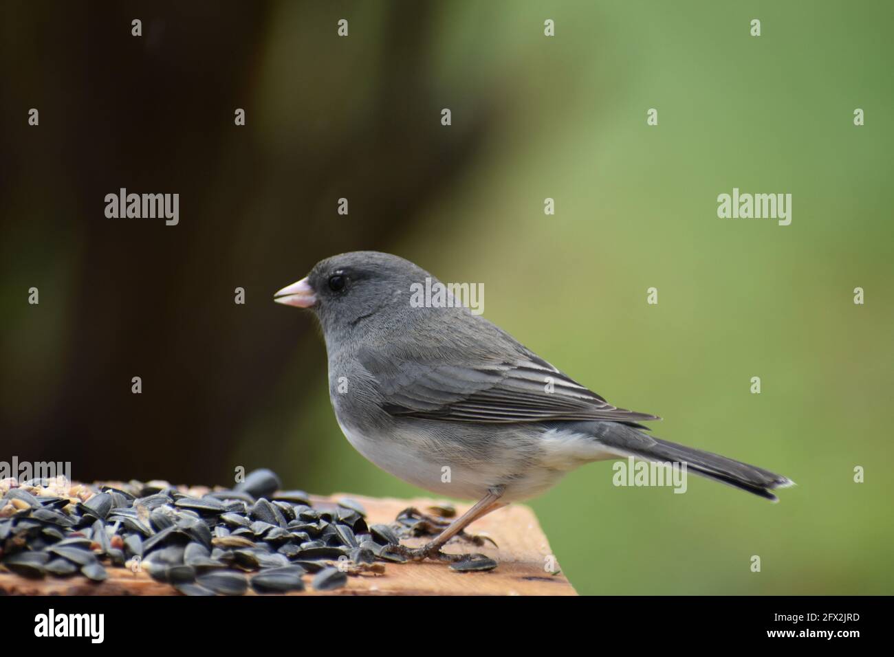 Junco at feeder hi-res stock photography and images - Alamy