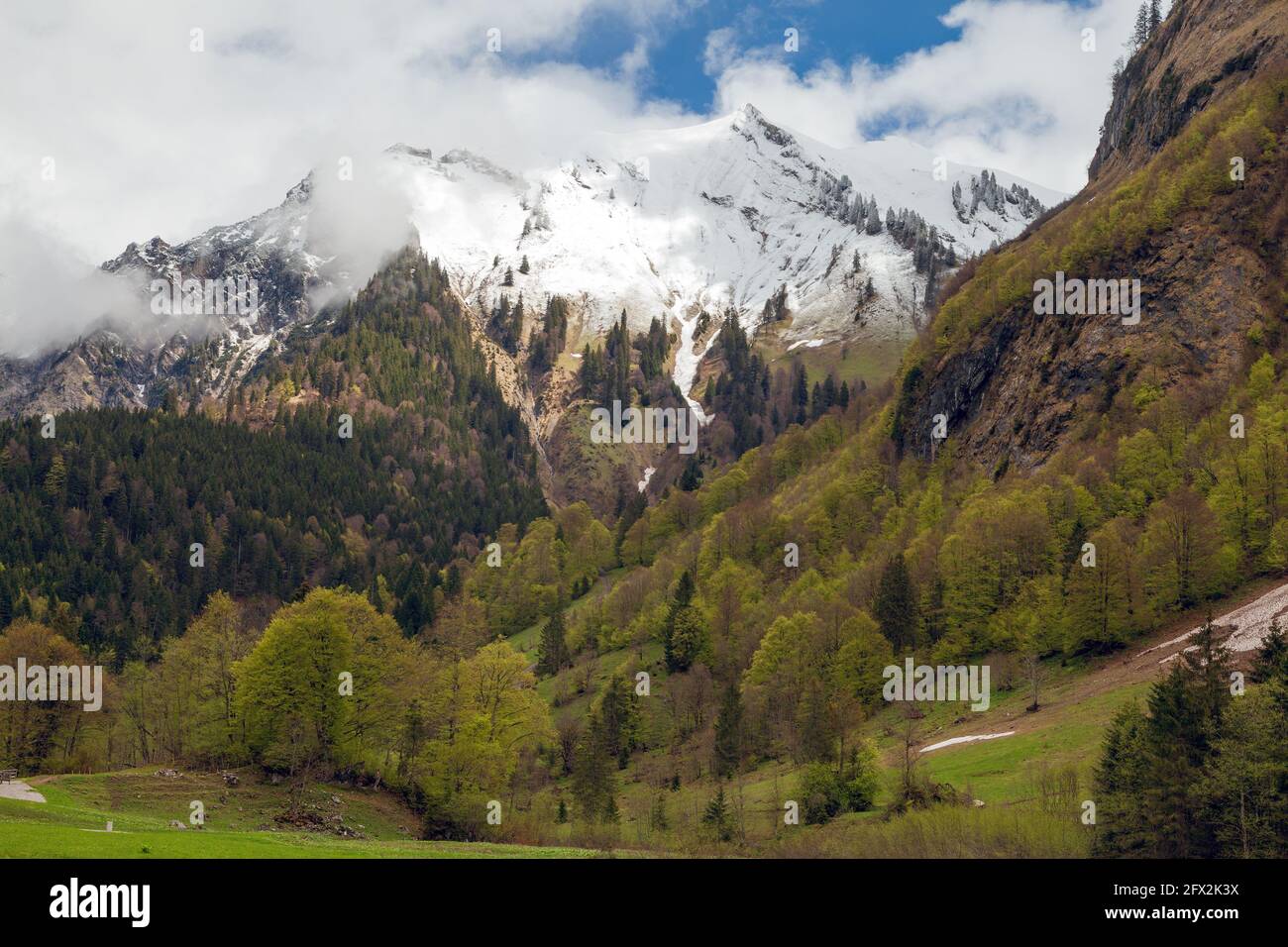 Mountains with shrouds of mist and green coloured trees in spring in ...