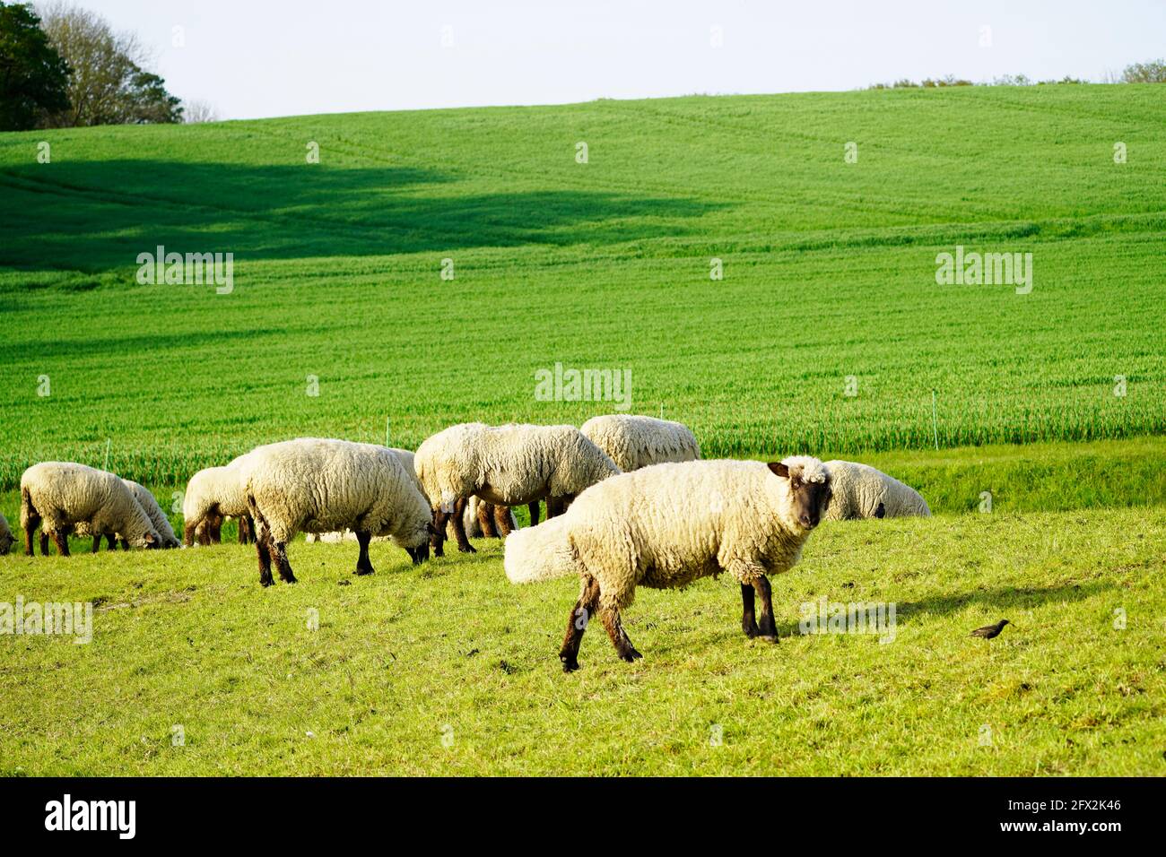 Herd animals hi-res stock photography and images - Alamy