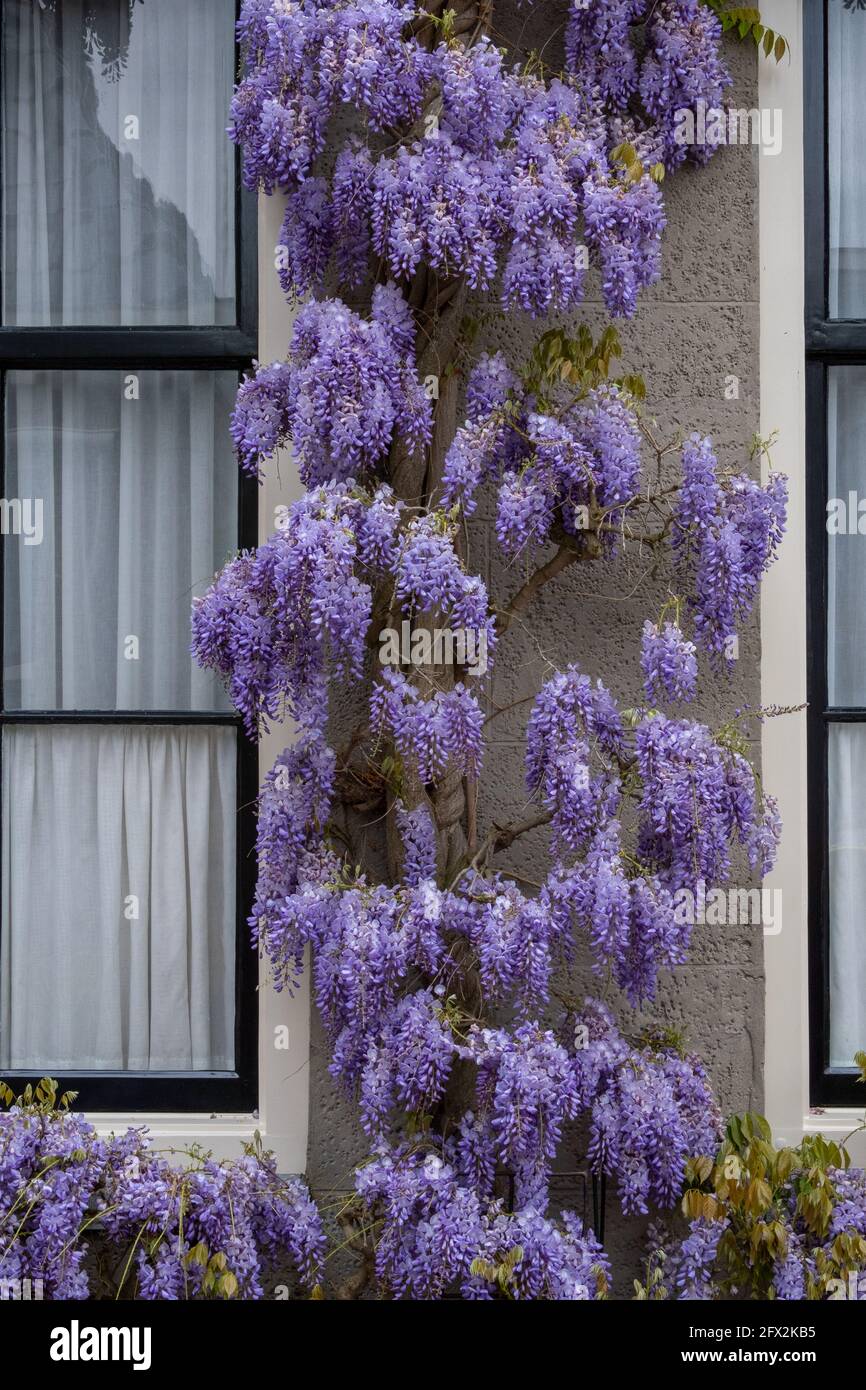 purple blue rain flowers on a house Stock Photo - Alamy