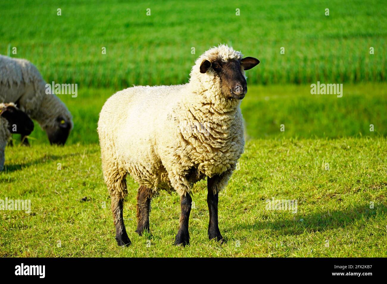 Grazing animal hi-res stock photography and images - Alamy