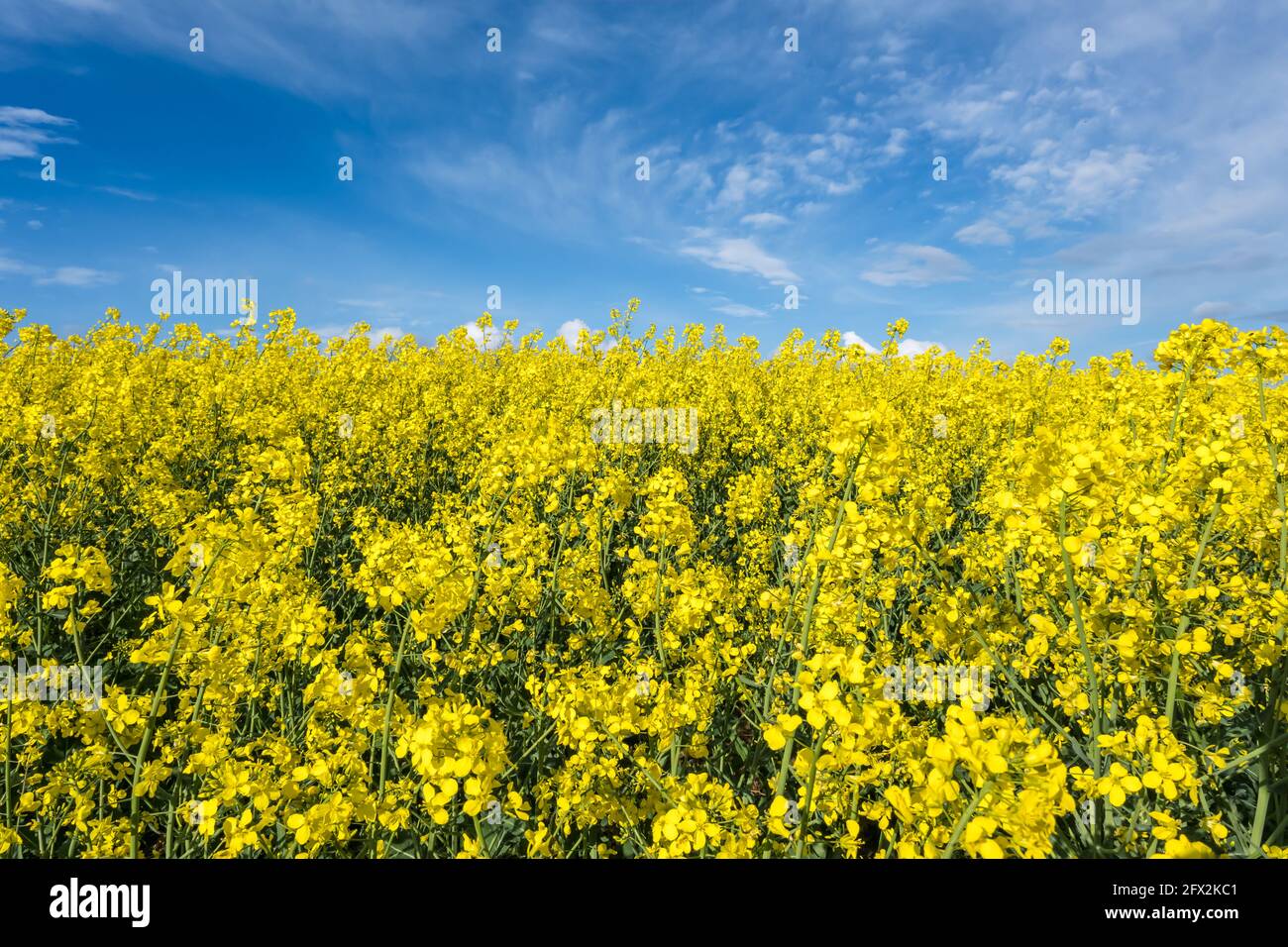 Field of beautiful springtime golden flower of rapeseed is plant for ...