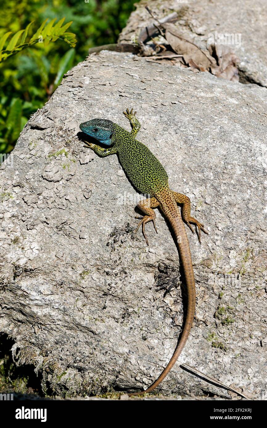 Top view of a green lizard resting on the stone under the sunlight ...