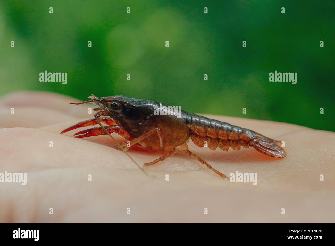 Human hand crayfish hi-res stock photography and images - Alamy