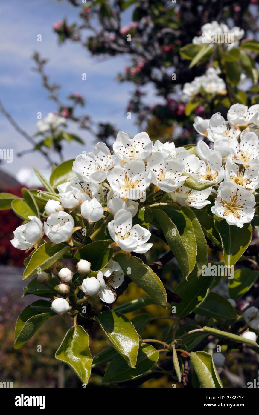 Conference pear tree blossom hi-res stock photography and images - Alamy