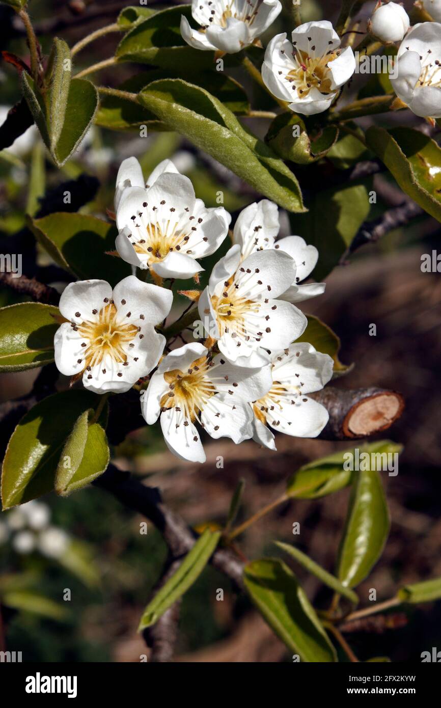 CONFERENCE PEAR TREE IN BLOSSOM IN SPRING. UK Stock Photo - Alamy