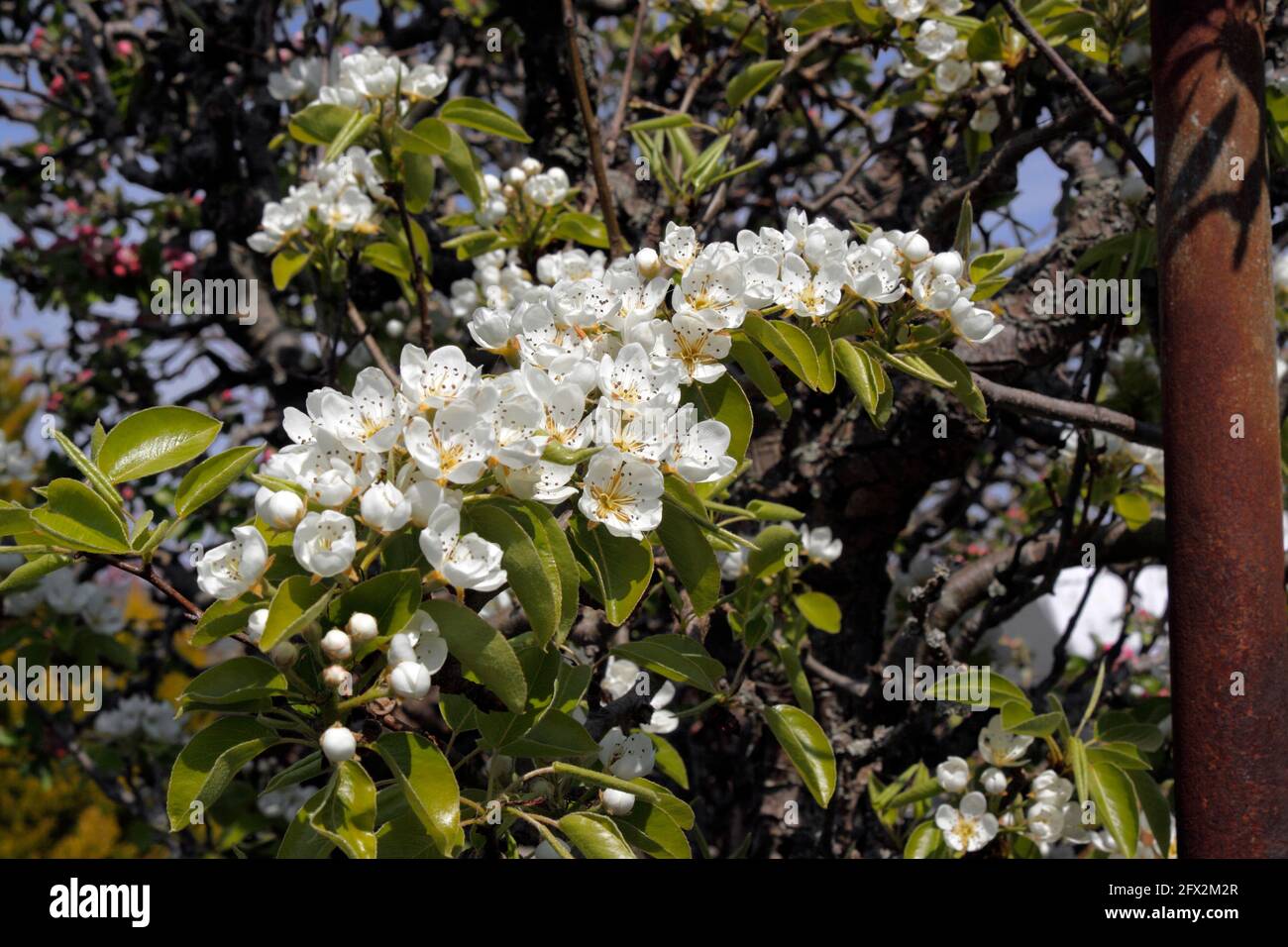 Conference pear tree hi-res stock photography and images - Alamy